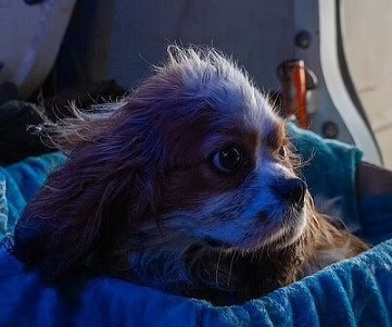 Pet dog abducted by Hamas on October 7 last year rescued in Gaza ...